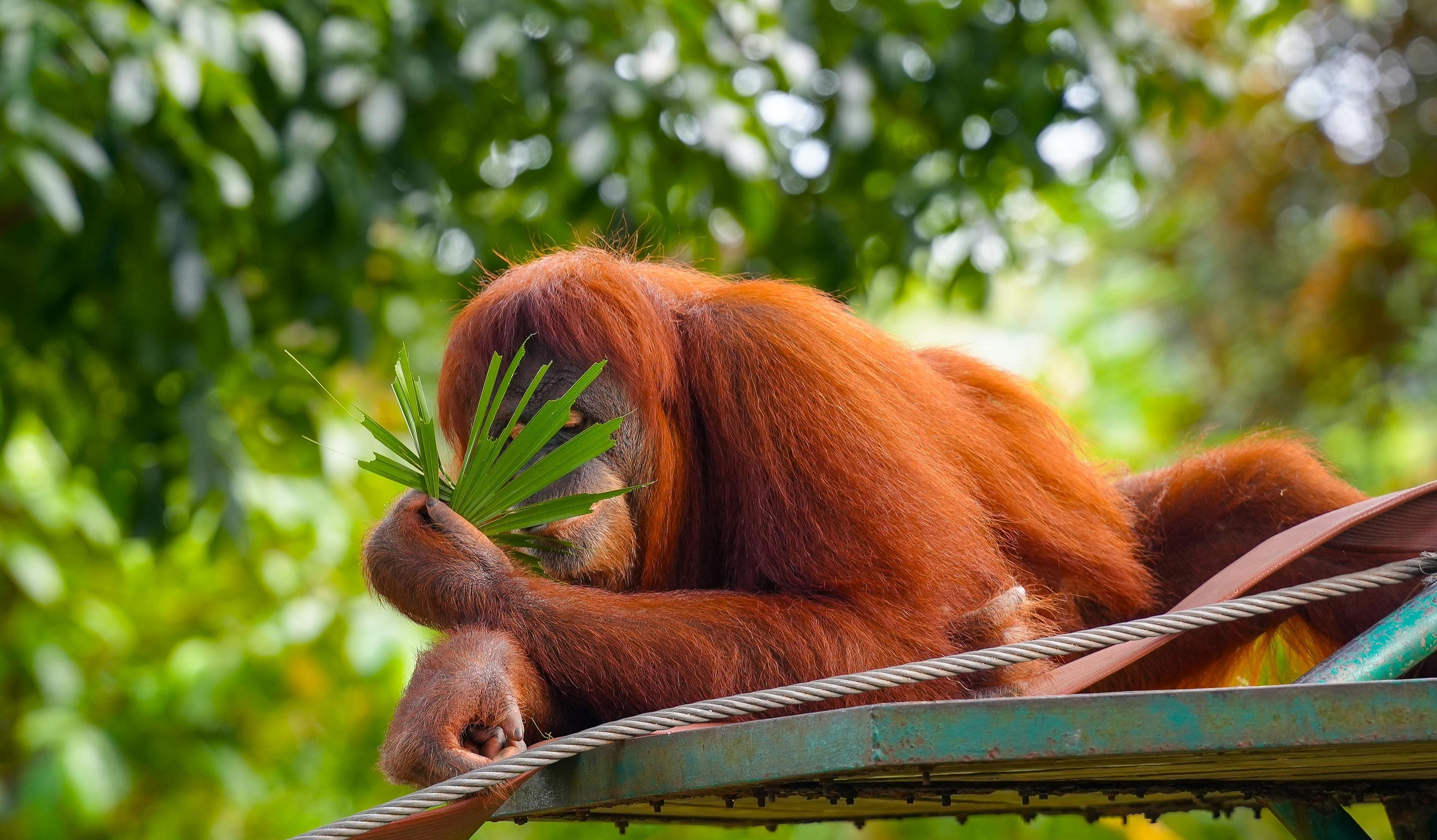 Voyages sportifs à Sumatra | Decathlon Travel